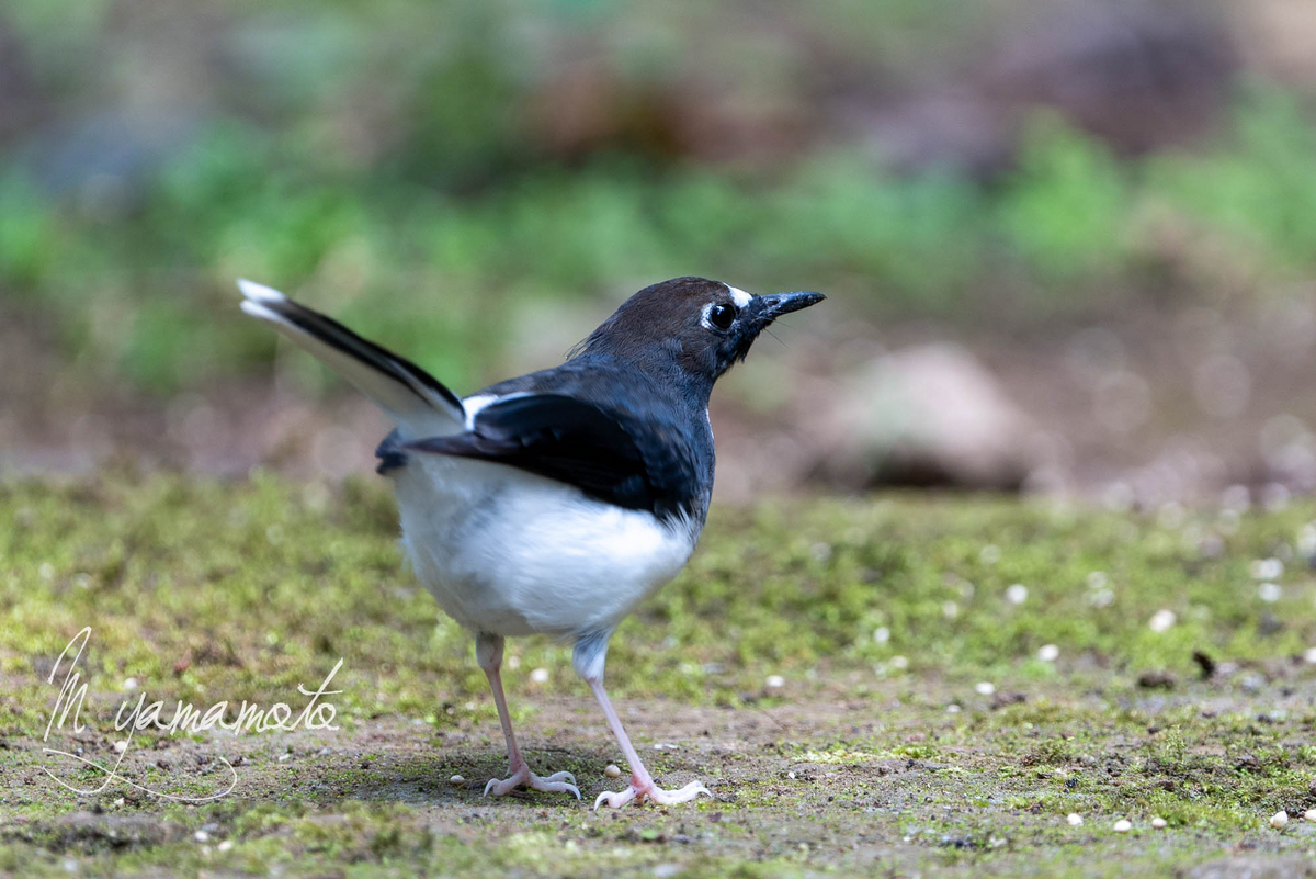 Java 1-2日目 - 鳥ウキウキ