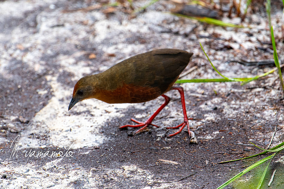 エル・ドラード探鳥記 5日目 - 鳥ウキウキ