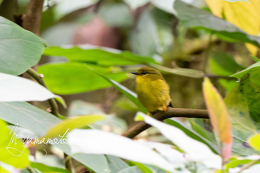 鳥ウキウキ