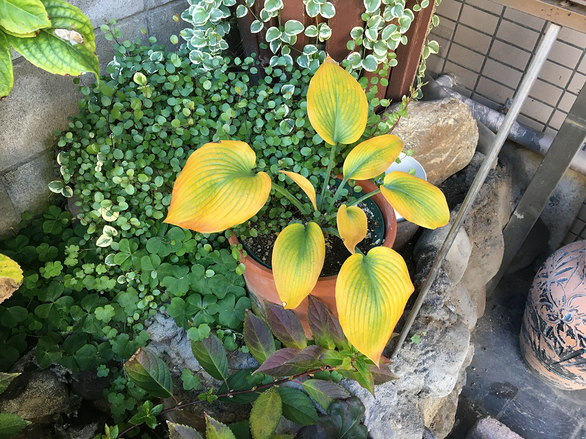 個別「20241219192426」の写真、画像 - up2t-skmt's fotolife