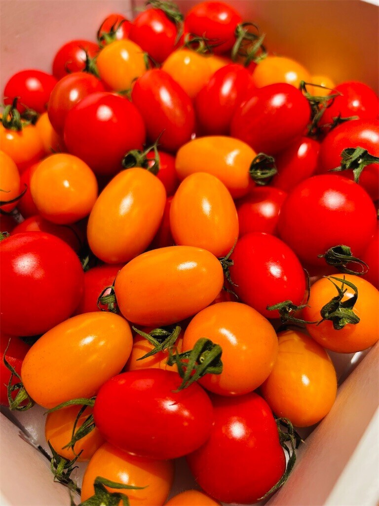 1月8日（木） - 家庭料理うさぎ情報