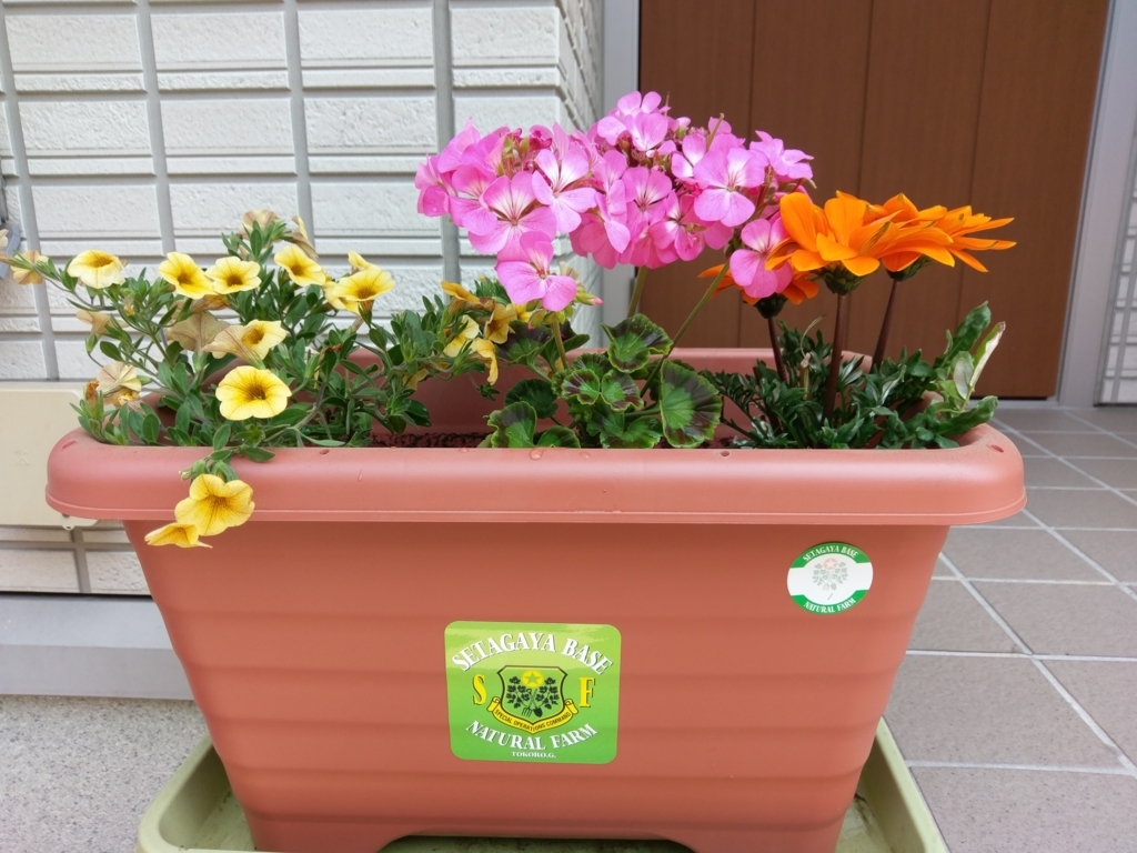 趣味の園芸 - sakiusの日記