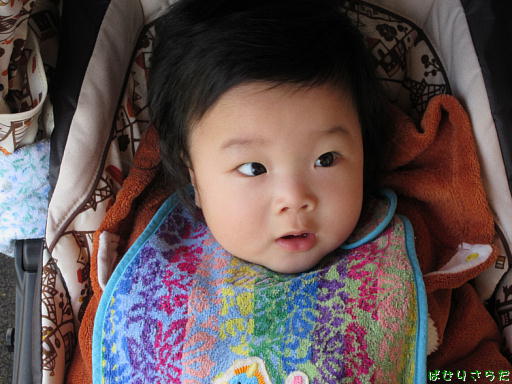 【暫定】うたちゃん日記0歳6ヶ月後期♪（2016/3/21～2016/3/31） - うたちゃん日記