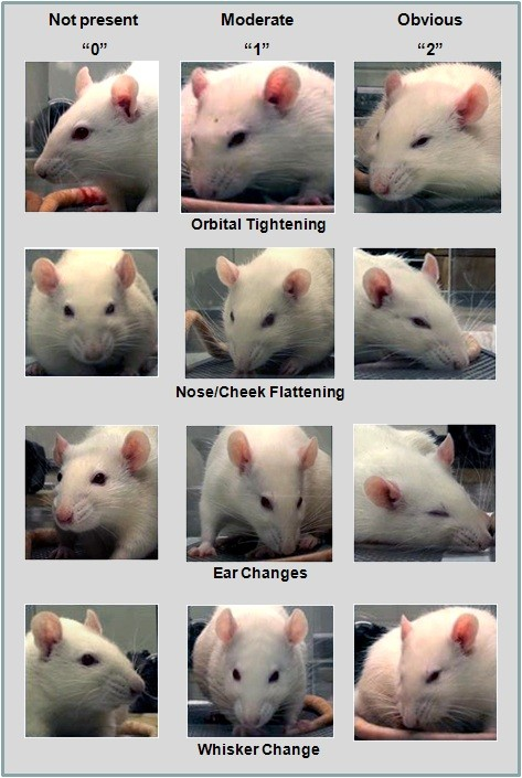 ラットの疼痛評価方法への画像認識技術の応用 - Vet Analytics技術ブログ