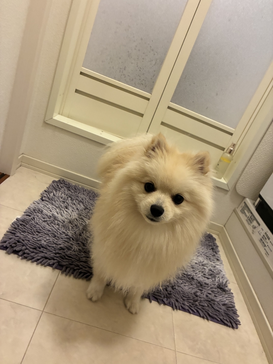 支出記録更新！クリスマス・お正月で予算オーバー💸💦 - すみっこブログ_(┐「ε:)_♡♡