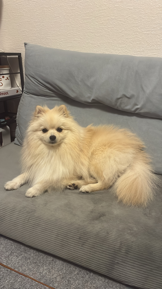 明けましておめでとうございます🎍今年もよろしくお願い致します 2026 - すみっこブログ_(┐「ε:)_♡♡