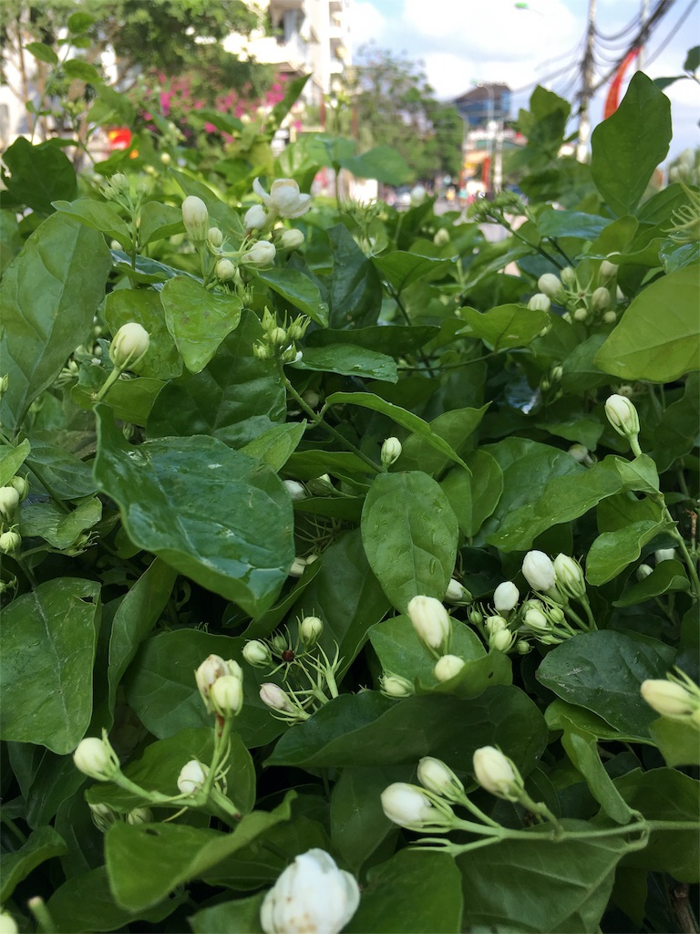 ジャスミン - Under The Same Sky