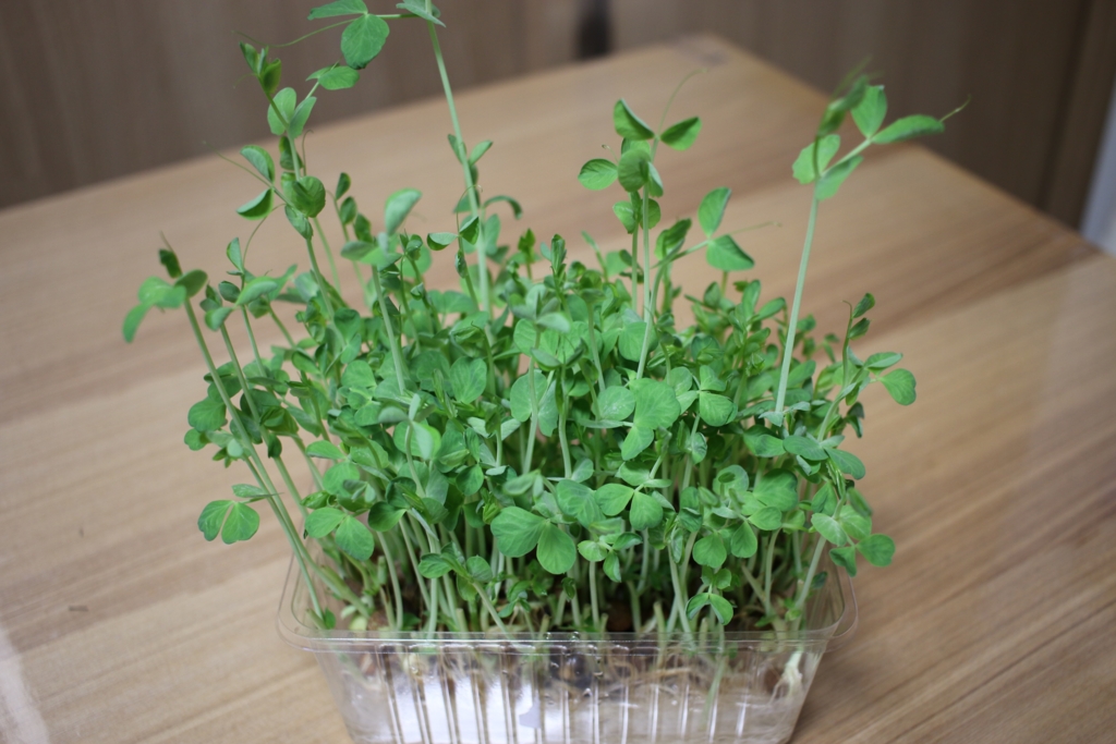 豆苗の収穫について - ワッサンの平凡で堅実な生活ブログ