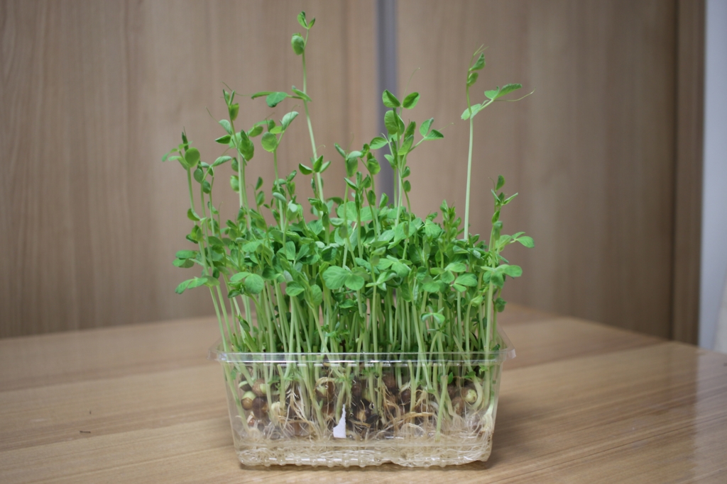 豆苗の収穫について - ワッサンの平凡で堅実な生活ブログ