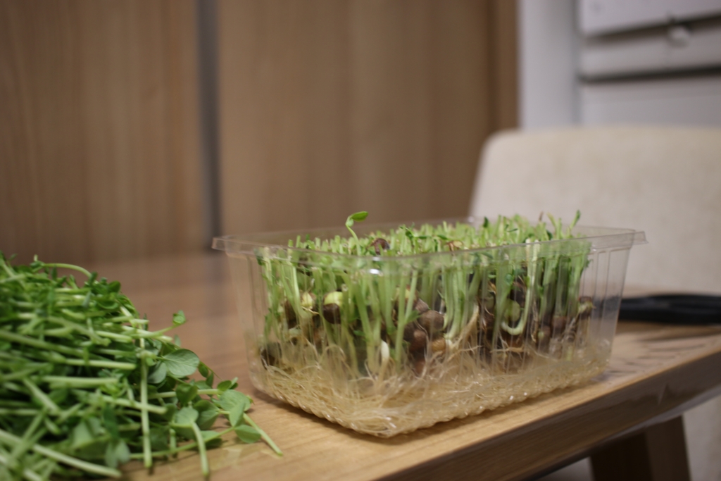 豆苗の収穫について - ワッサンの平凡で堅実な生活ブログ