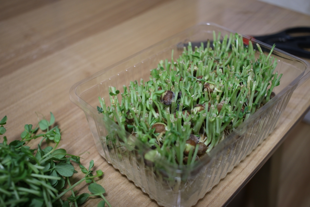 豆苗の収穫について - ワッサンの平凡で堅実な生活ブログ