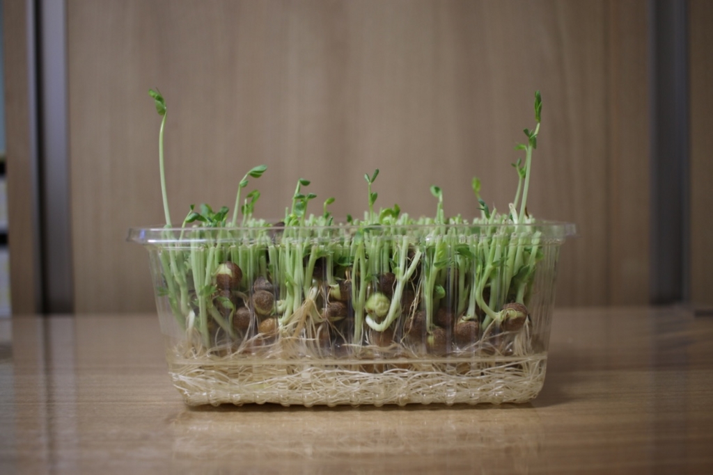 豆苗の収穫 第2弾 - ワッサンの平凡で堅実な生活ブログ