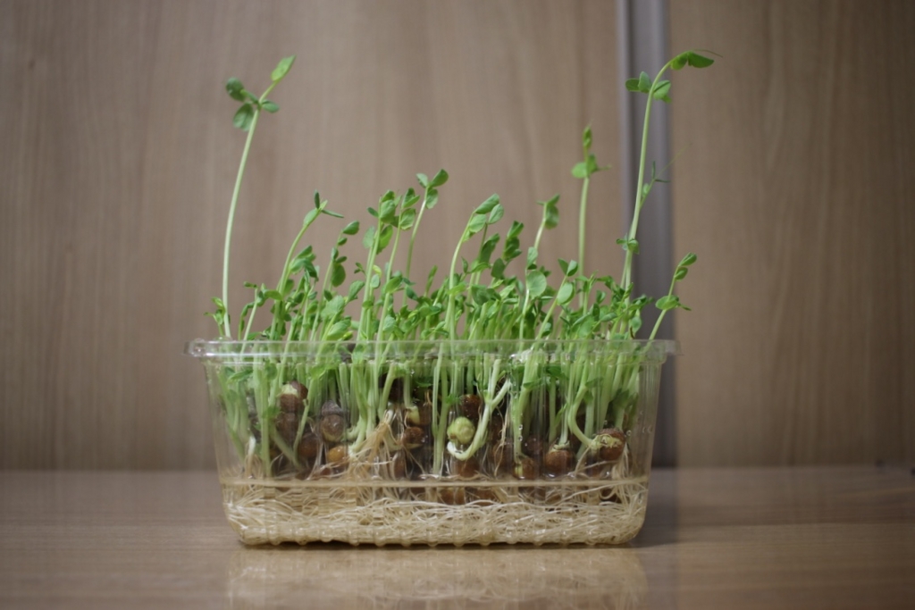 豆苗の収穫 第2弾 - ワッサンの平凡で堅実な生活ブログ