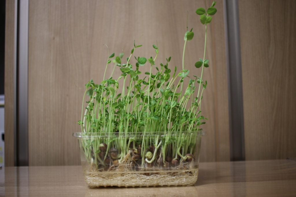 豆苗の収穫 第2弾 - ワッサンの平凡で堅実な生活ブログ