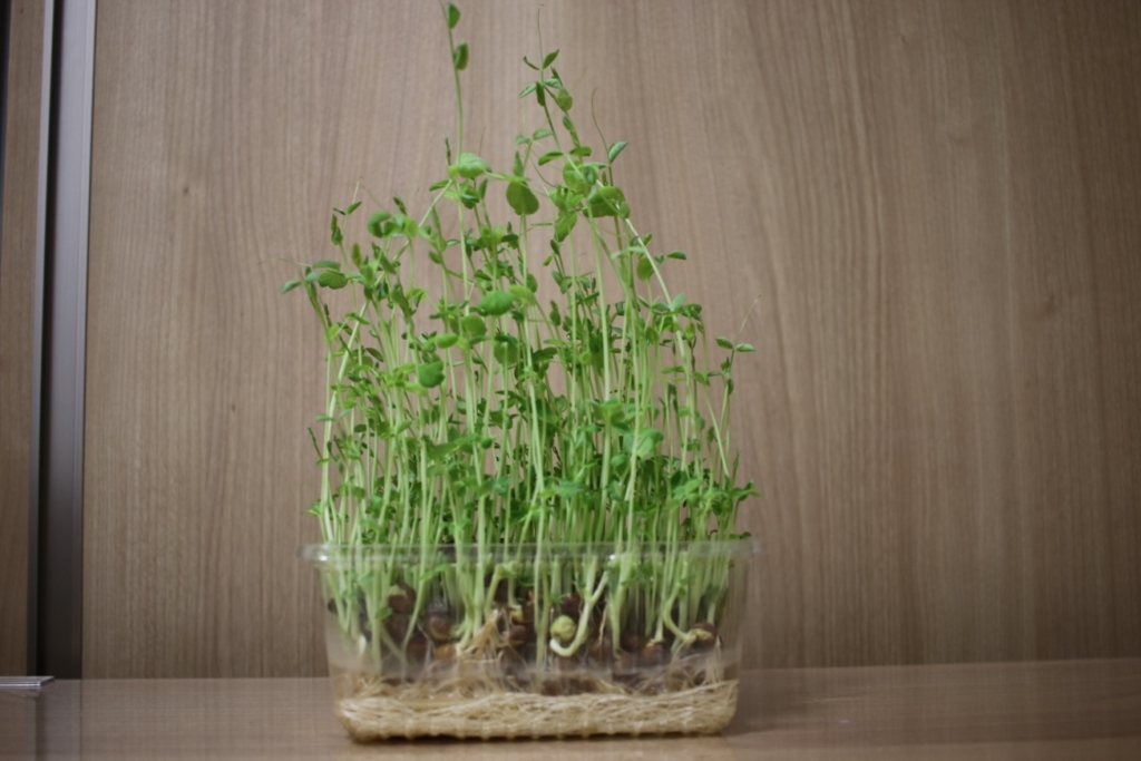 豆苗の収穫 第2弾 - ワッサンの平凡で堅実な生活ブログ