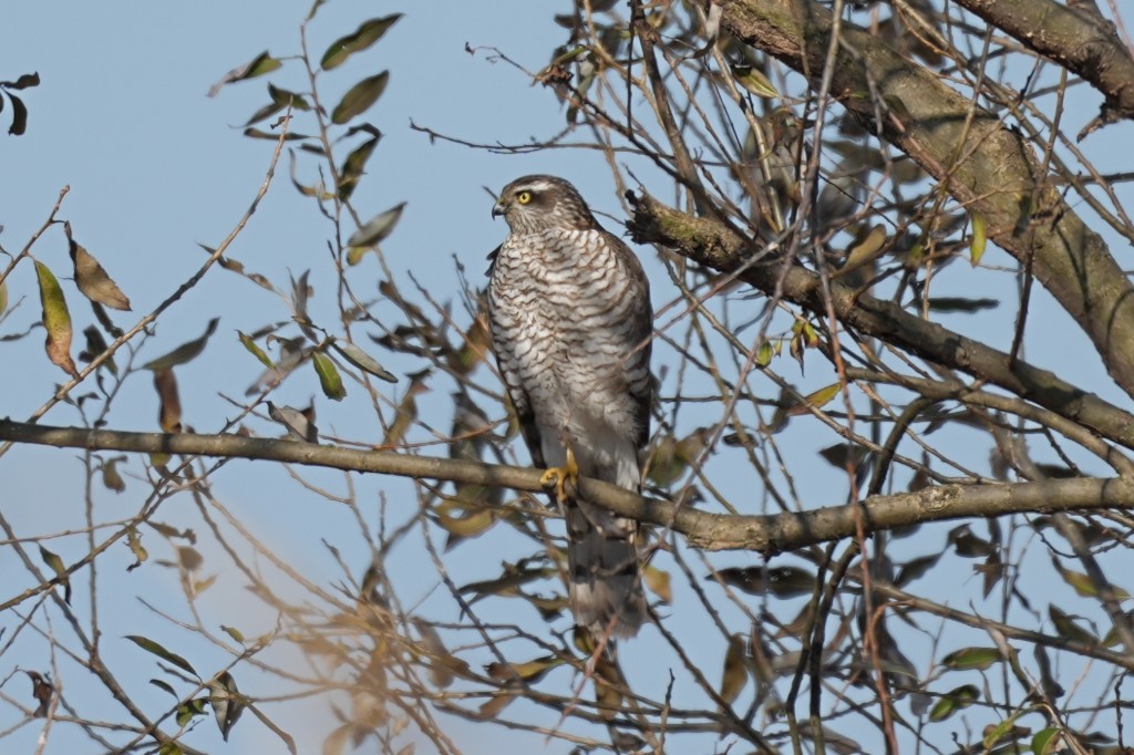 野鳥の写真を撮りに行きました。 - wildbirdbenchpressの日記