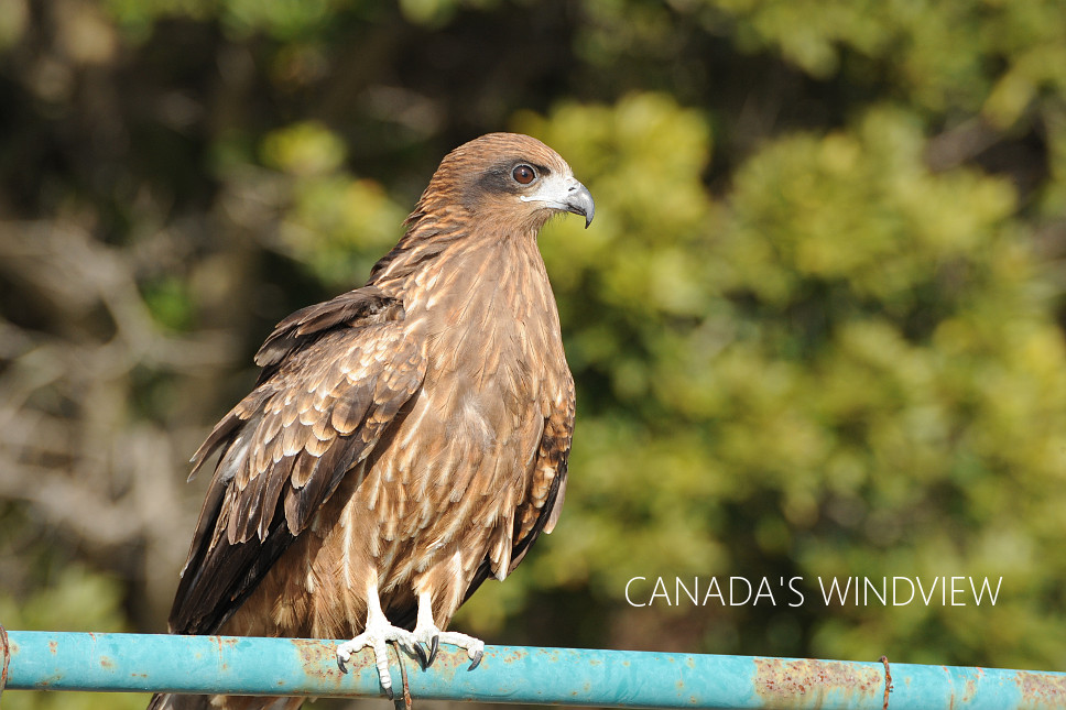 トビ - CANADA'S WINDVIEW