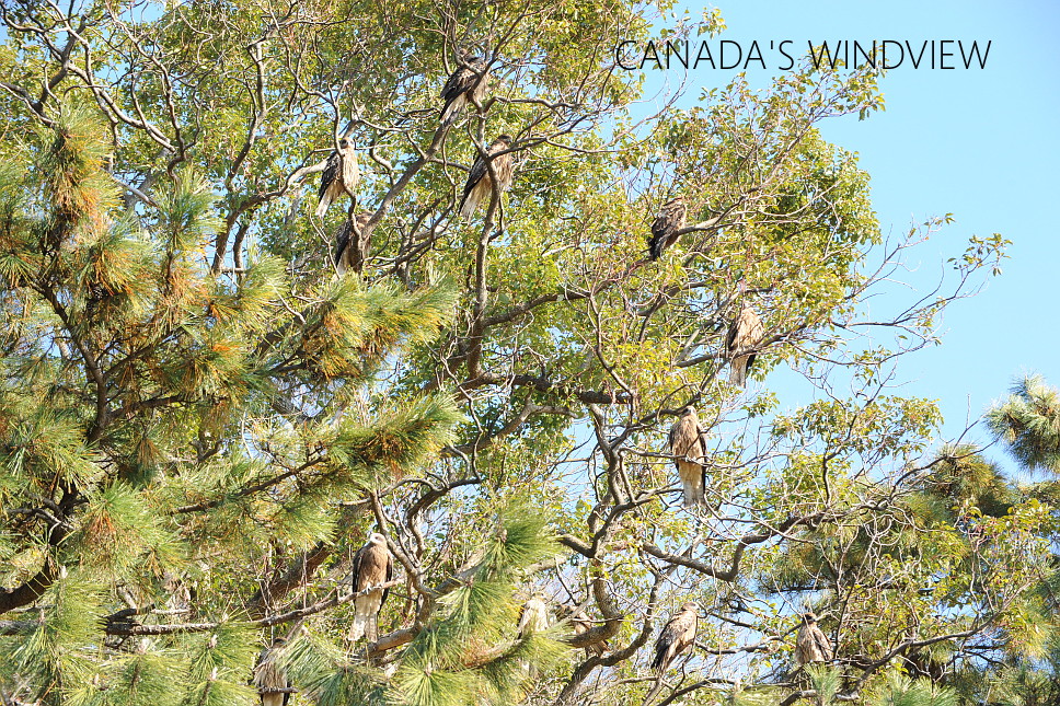 トビ - CANADA'S WINDVIEW