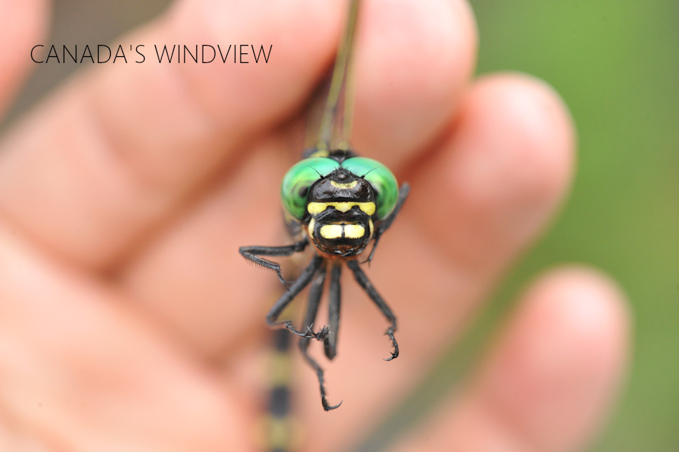 オニヤンマ(伊良湖) - CANADA'S WINDVIEW