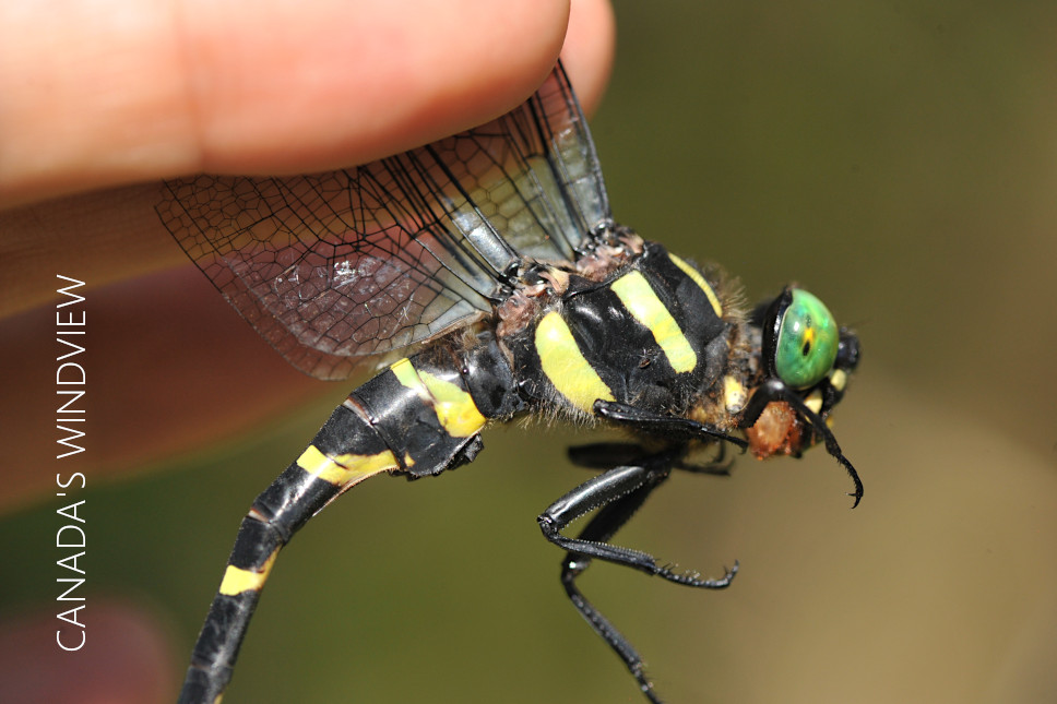 オニヤンマ - CANADA'S WINDVIEW
