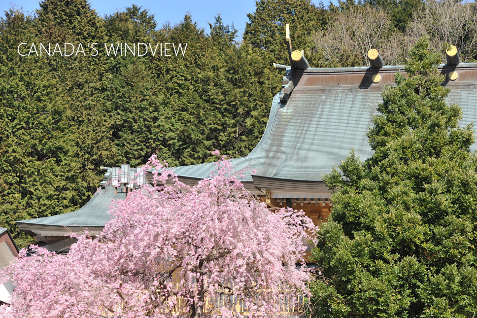 貴嶺宮の枝垂桜 - CANADA'S WINDVIEW