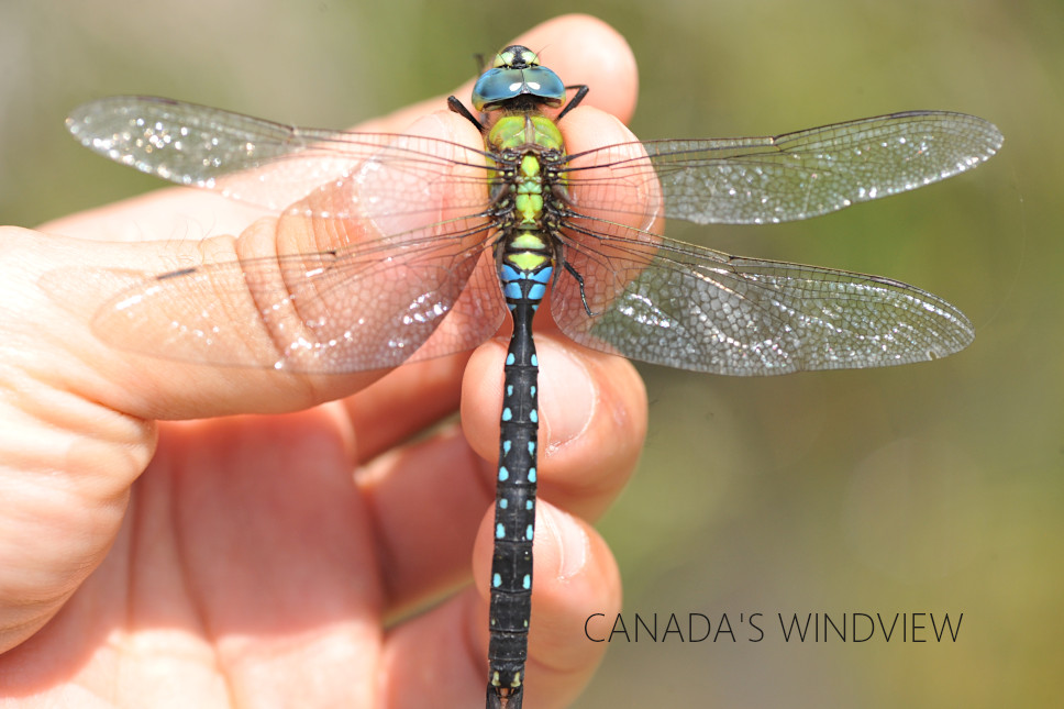 クロスジギンヤンマ♂♀ - CANADA'S WINDVIEW