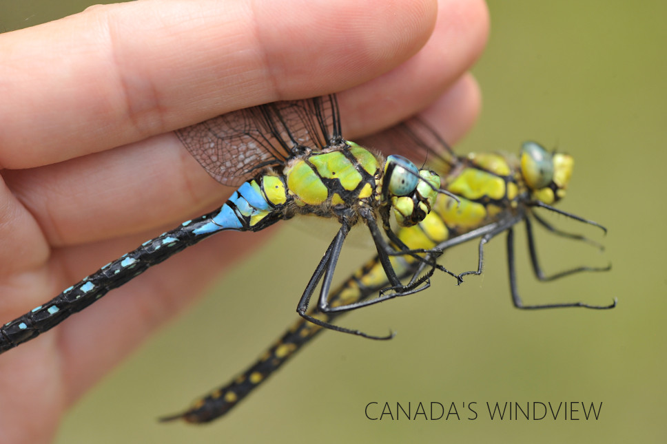 クロスジギンヤンマ♂♀ - CANADA'S WINDVIEW