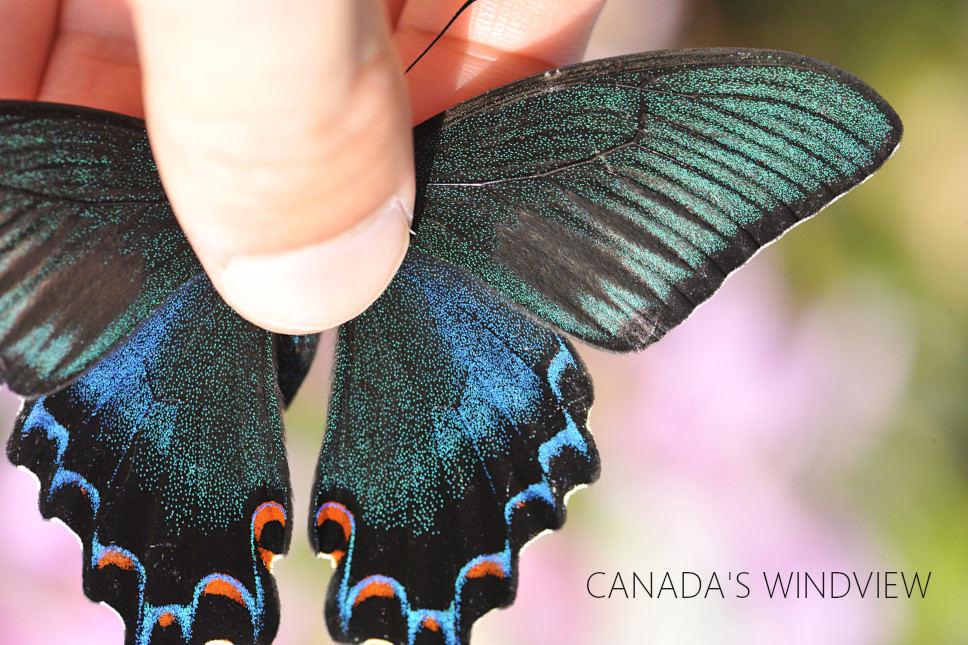 カラスアゲハ春型♂ - CANADA'S WINDVIEW