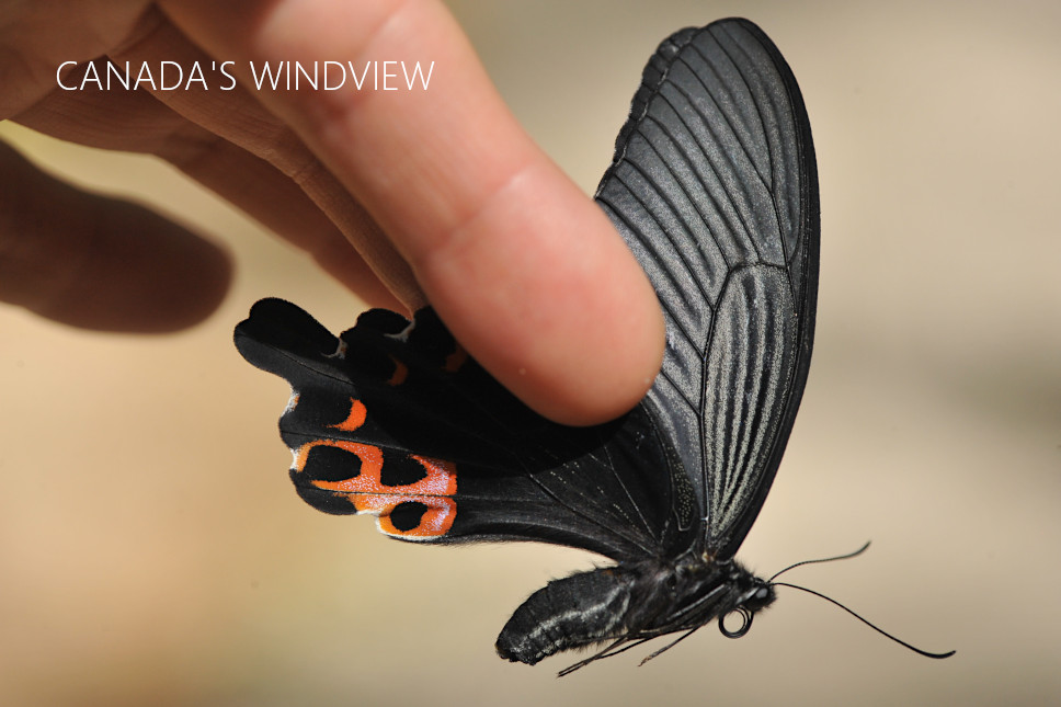 クロアゲハ春型♀ - CANADA'S WINDVIEW