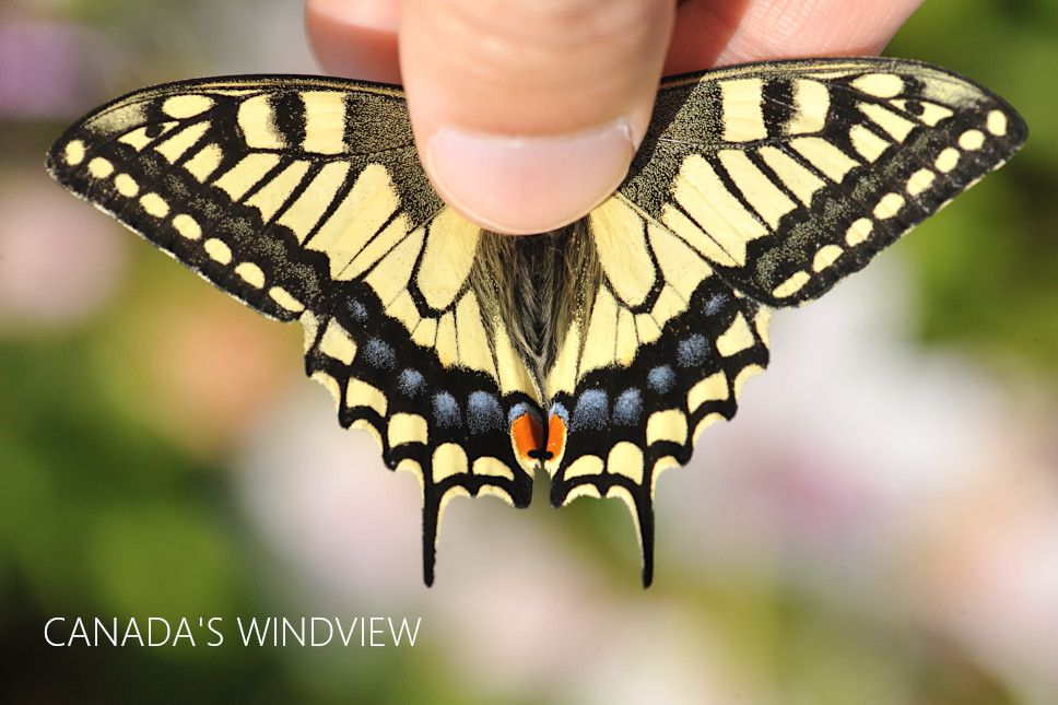 キアゲハ春型♂ - CANADA'S WINDVIEW