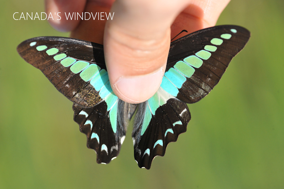 アオスジアゲハ春型♀ - CANADA'S WINDVIEW