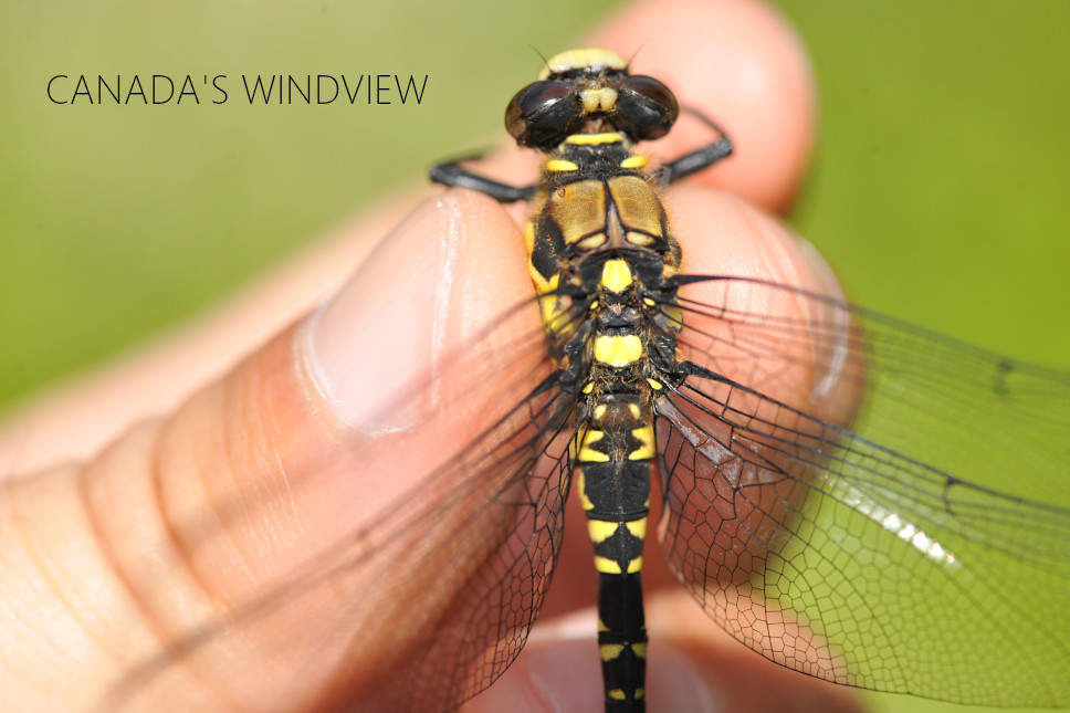 ムカシヤンマ♂ - CANADA'S WINDVIEW