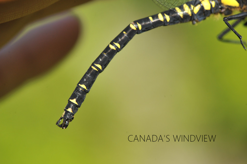 ムカシヤンマ♂ - CANADA'S WINDVIEW