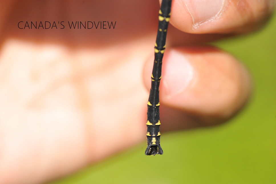 ムカシヤンマ♂ - CANADA'S WINDVIEW