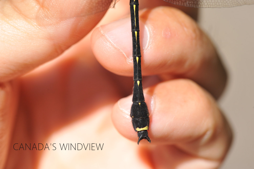 ヤマサナエ♂ - CANADA'S WINDVIEW