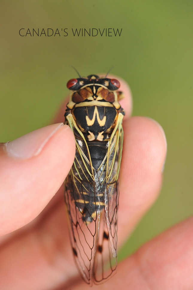 コエゾゼミ♂ - CANADA'S WINDVIEW