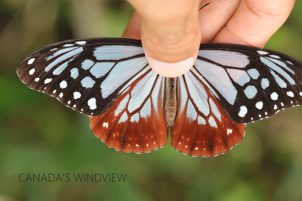 アサギマダラ♀ - CANADA'S WINDVIEW
