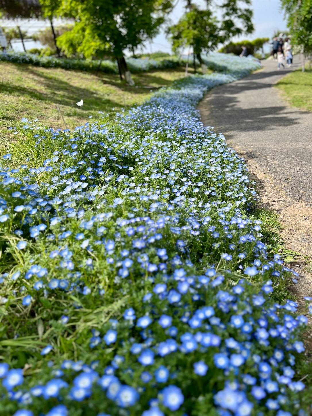 かざはやの里に行ってきました - 雑木とクレマチスの小さな庭