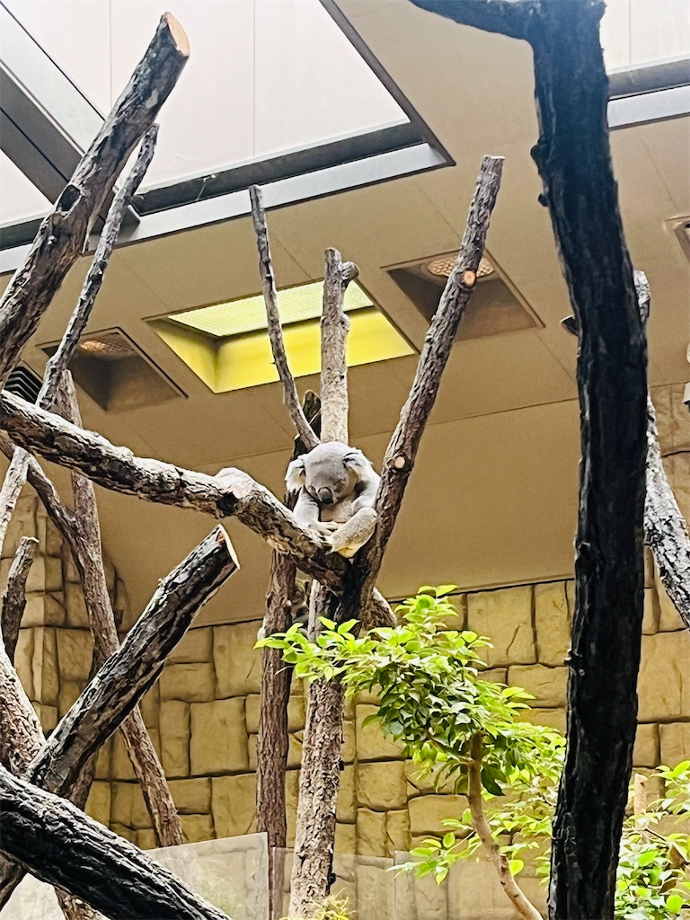 癒しの上高地旅⛰️🍃 - Journal Ruby