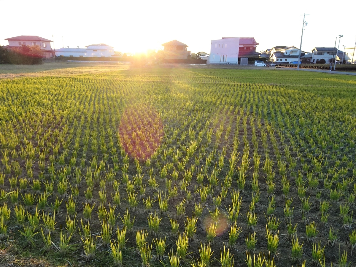 浜ちゃんの散歩道(201) 防寒対処の服装で手袋を着用することにした - y_hamadaのブログ