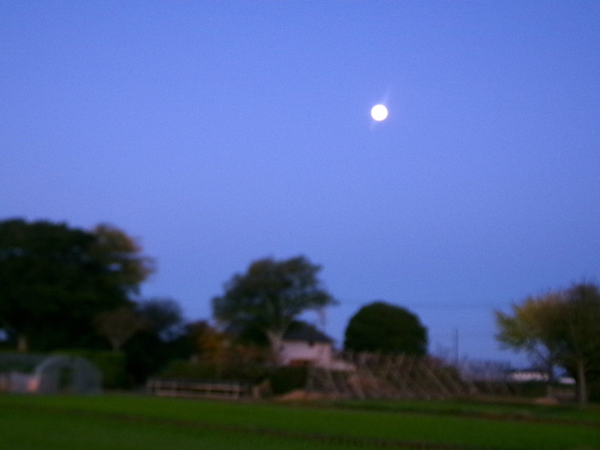 浜ちゃん90歳の散歩道(1407) 今日は立冬 24節気のひとつ暦の上では冬に入った 風邪を引かないように気分を引き締めた - y ...