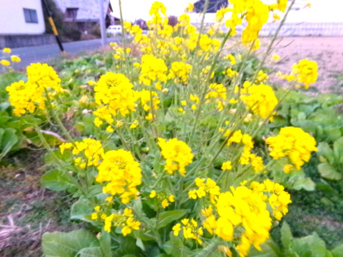 浜ちゃん90歳の散歩道(1472) 今年最強の寒波が来襲するとの予報通り、早朝から台風並みの強風が吹き荒れ、終日、上空は唸り声が聞こえ - y ...