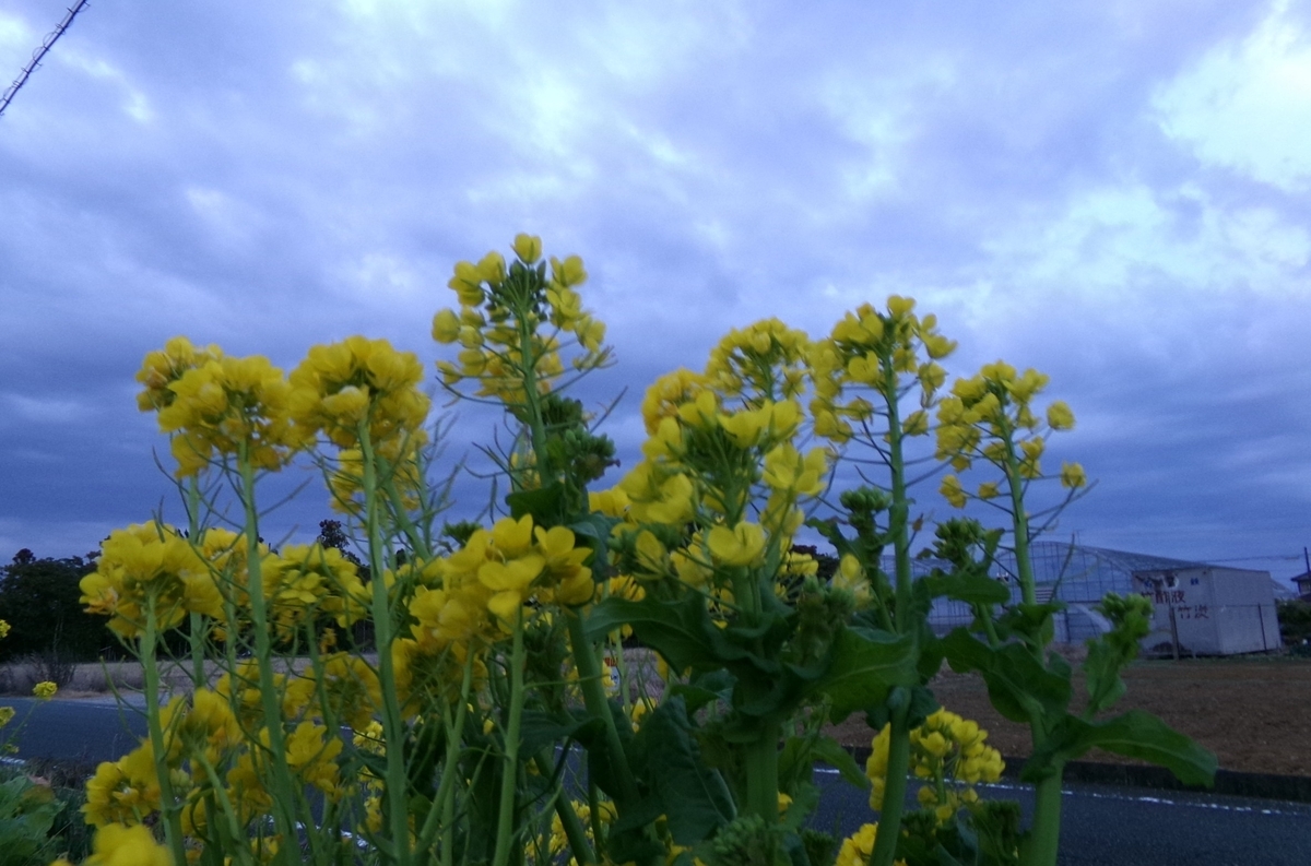 浜ちゃん90歳の散歩道(1472) 今年最強の寒波が来襲するとの予報通り、早朝から台風並みの強風が吹き荒れ、終日、上空は唸り声が聞こえ - y_hamadaのブログ
