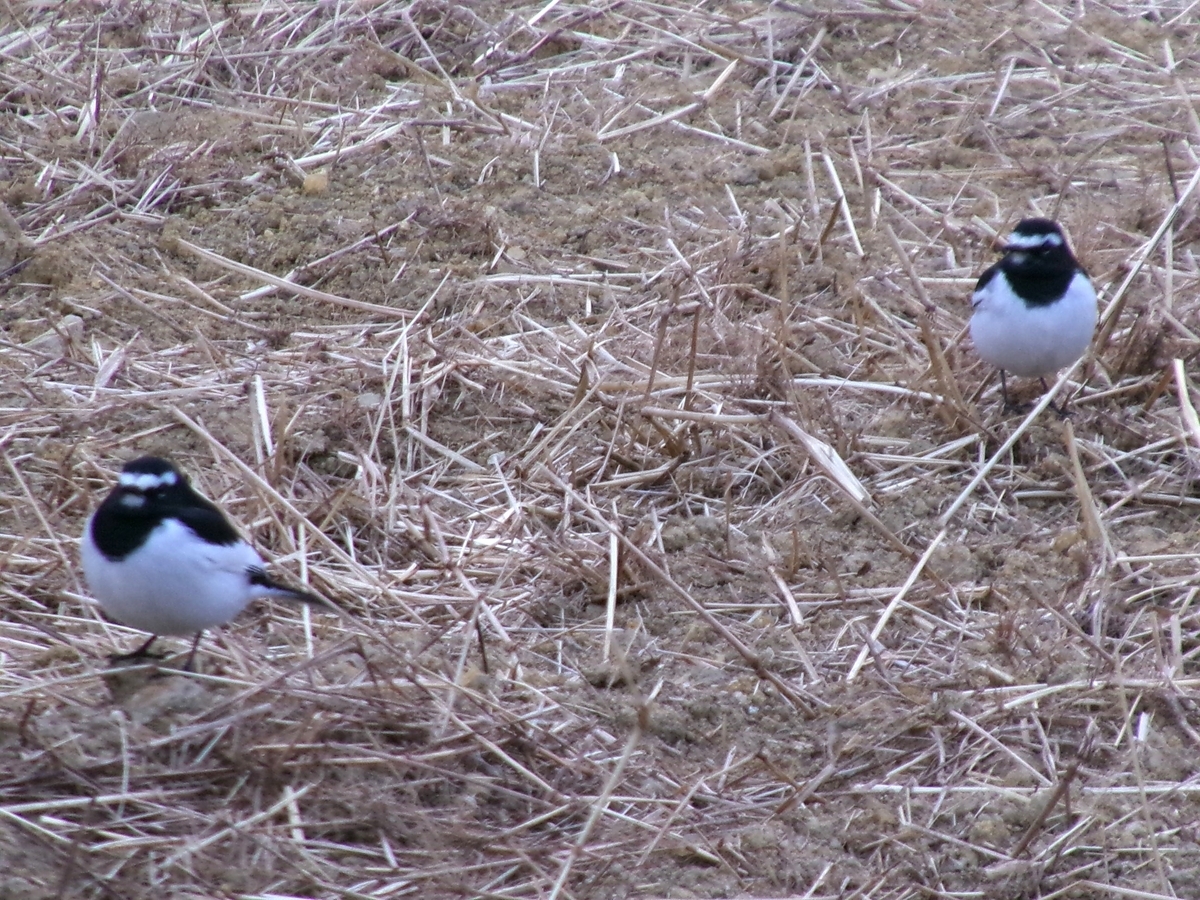 浜ちゃん90歳の散歩道(1472) 今年最強の寒波が来襲するとの予報通り、早朝から台風並みの強風が吹き荒れ、終日、上空は唸り声が聞こえ - y_hamadaのブログ