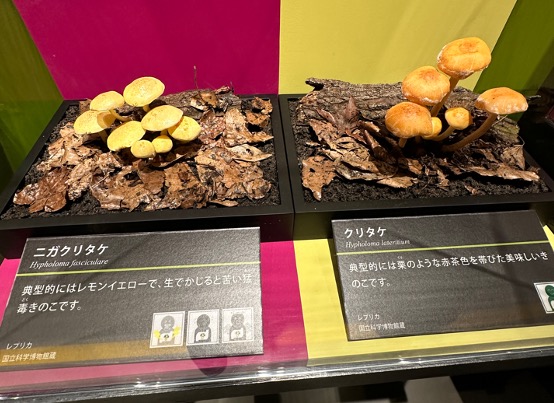 毒きのこ2(「毒の博物館」4 菌類の毒/国立科学博物館特別展「毒」より) ドクササコを食べると先端部が激しく痛み赤く腫れあがる.カエンタケは触ってもいけない. 間違えやすいきのこ:ツキヨタケ⇔