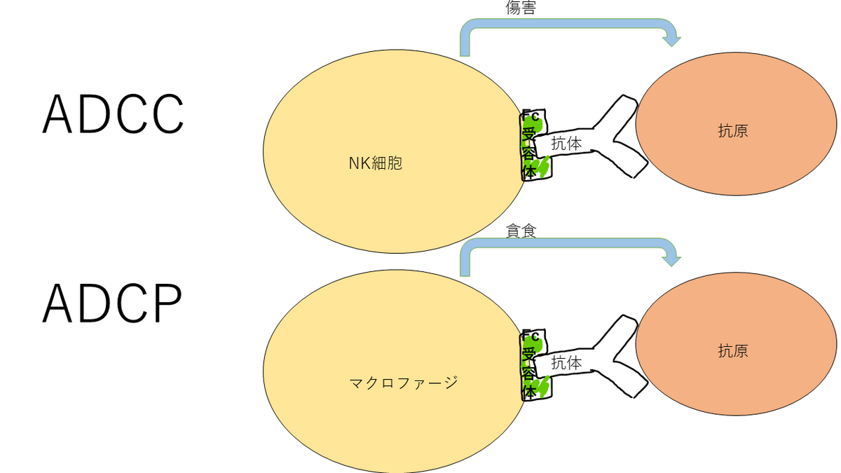 ADCC ADCPの意味・違いは？ - やくー