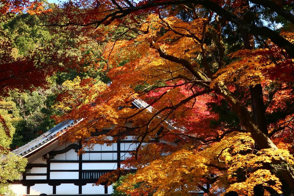 京都 晩秋 南禅寺2023 - yama-day