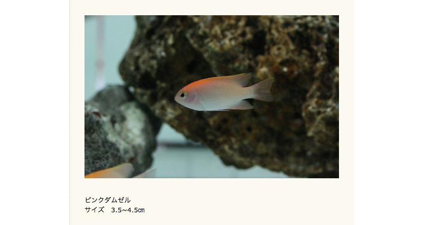 Pink Damsel - A BORING AQUARIUM