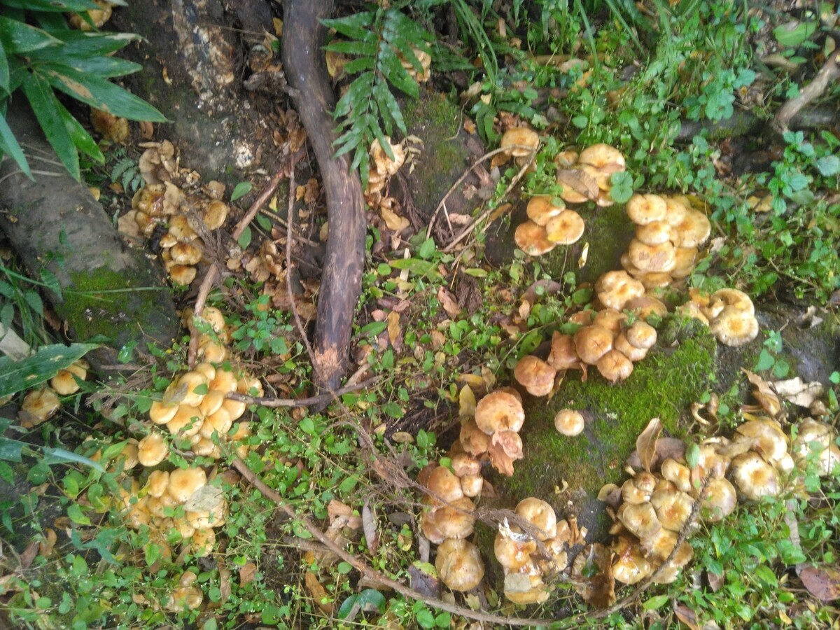 ナメコ ’24 - NPO人 山田道治