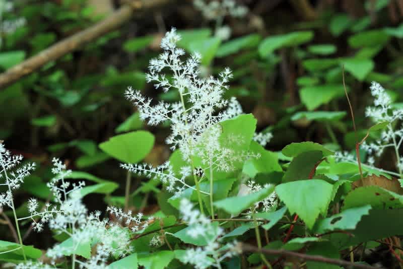 イワユキノシタ（ユキノシタ科）Tanakaea radicans Franch. et Sav. - 山梨の希少植物たち